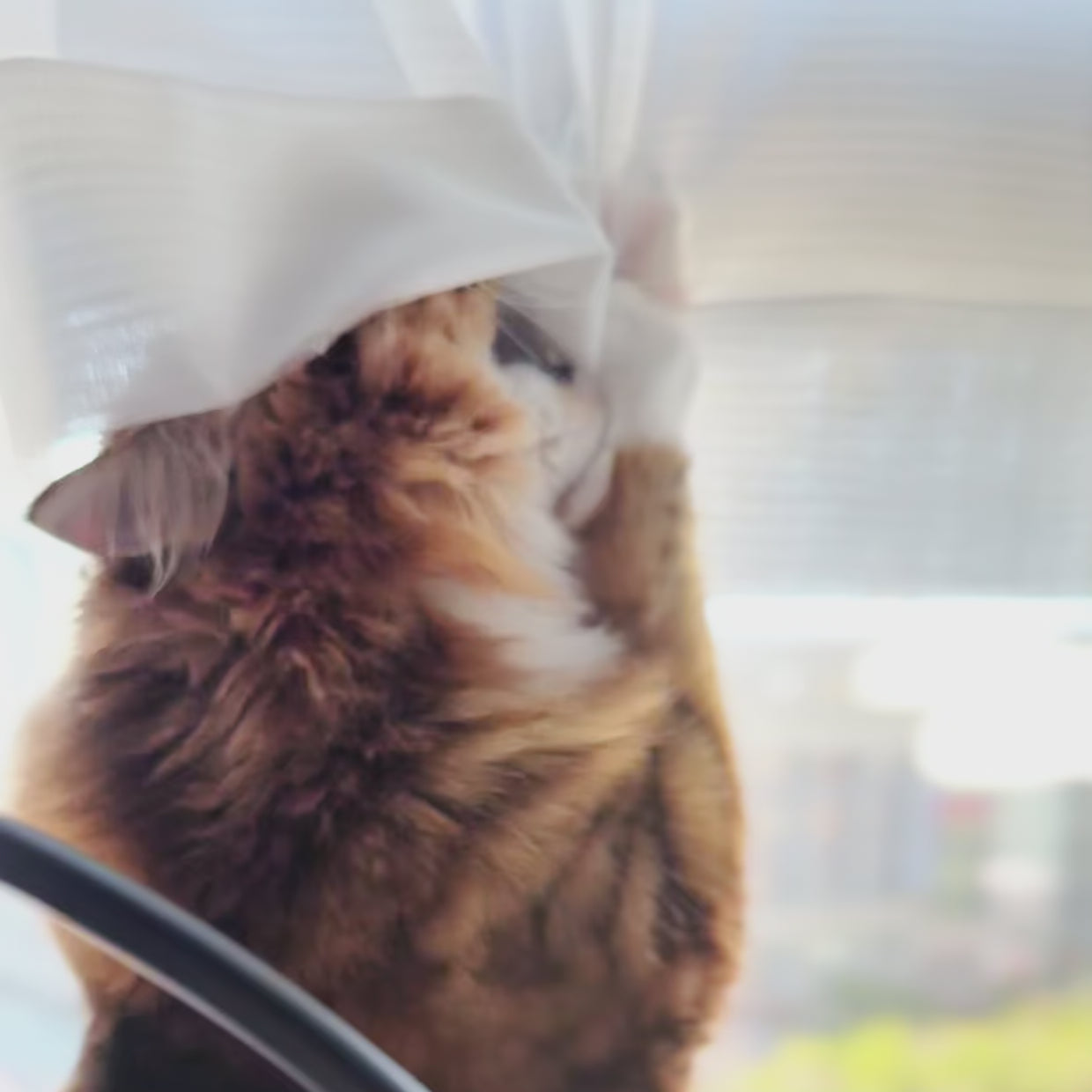 Custom Made Tom Scratch Resistant Sheer Curtains – Curtarra